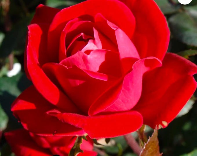 Rose -double Red KO Rose- Easiest Rose to Grow. None of the Typical ...