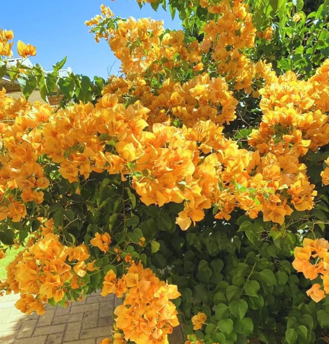2 Golden Bougainvillea Plant Liners – Mature Stems, Durable Rooted ...