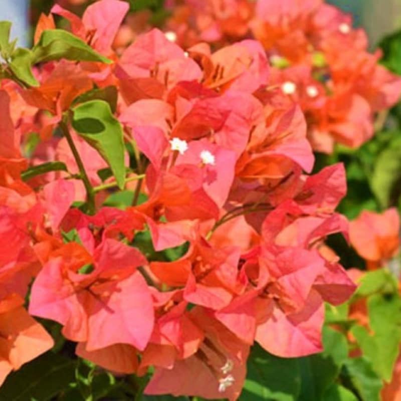 Save the Green Plant - Etsy