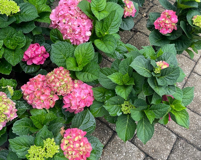 Hydrangea Large Flowers That Change Color. 4” This One in Pics of 4” - Etsy