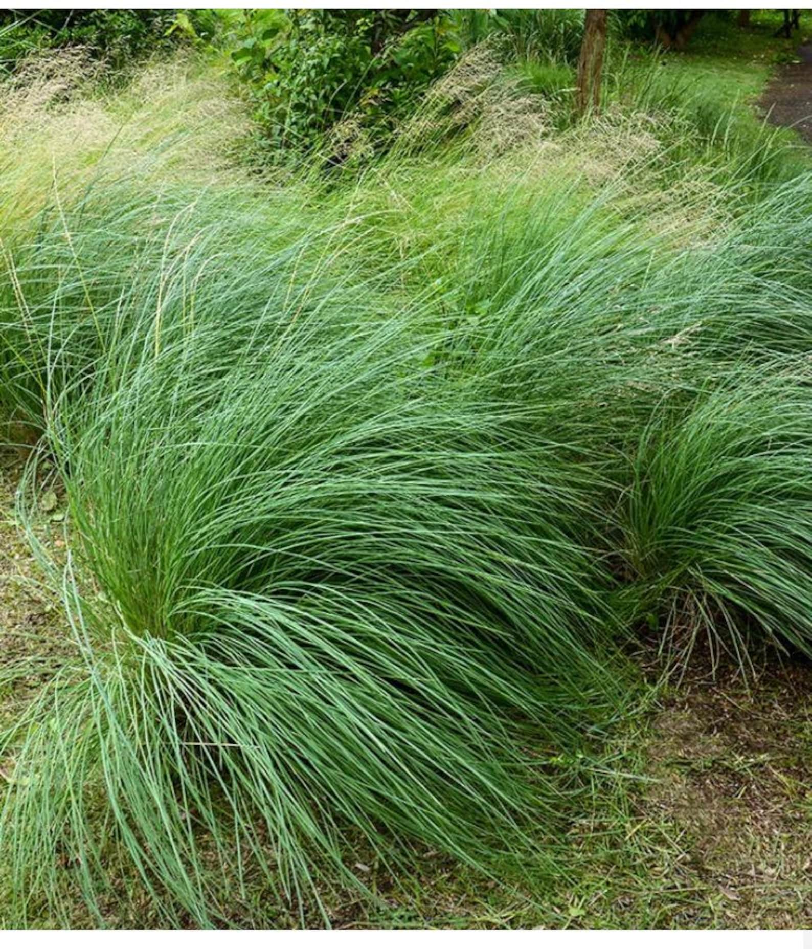 Muhly Grass Multi Plugs/liners 3 Pack. Full. Why Buy Seed? - Etsy