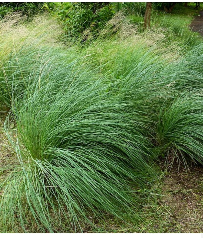 Muhly Grass Multi Plugs/liners 3 Pack. Full. Why Buy Seed? - Etsy