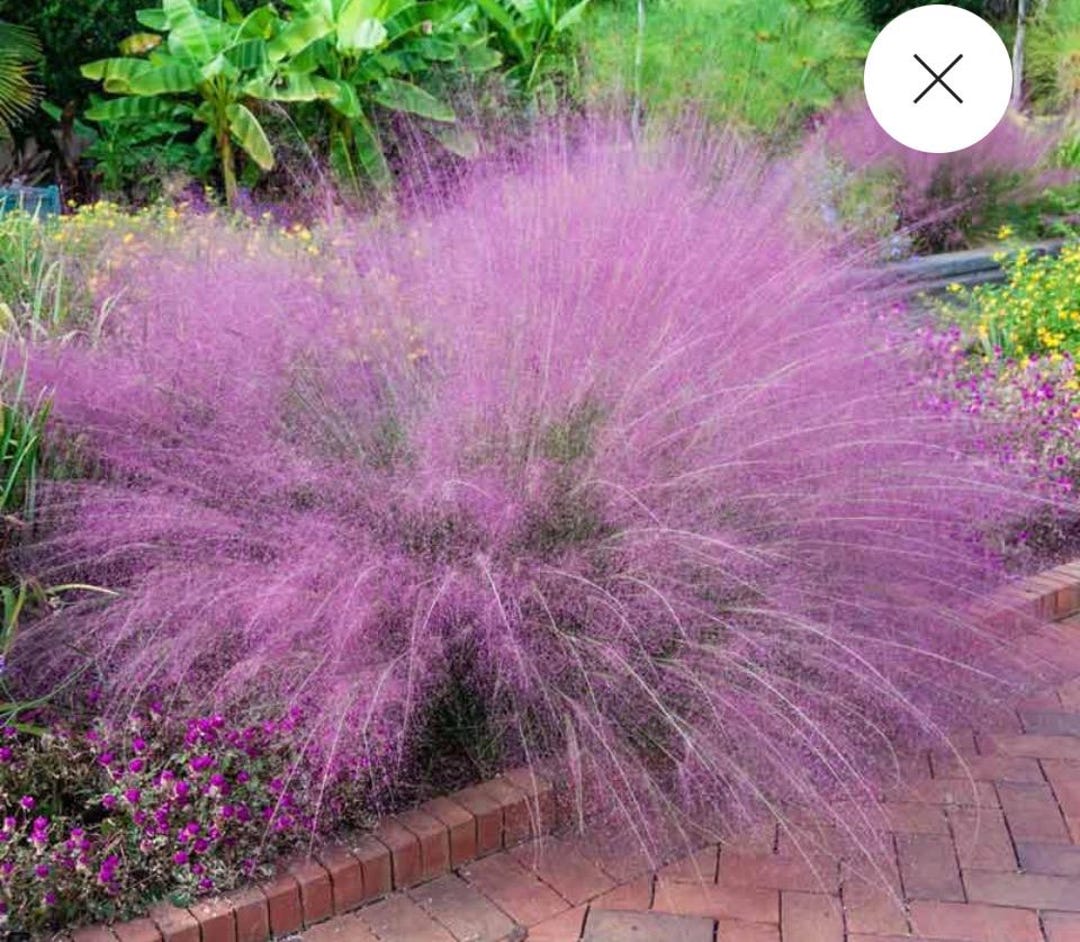 Muhly Grass Multi Plugs/liners 3 Pack. Full. Why Buy Seed? - Etsy