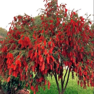 Weeping Bottle Brush.- Callistemon Viminalis - Etsy