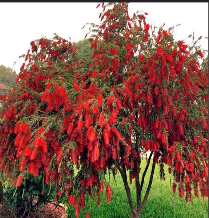 Weeping Bottle Brush.- Callistemon Viminalis - Etsy