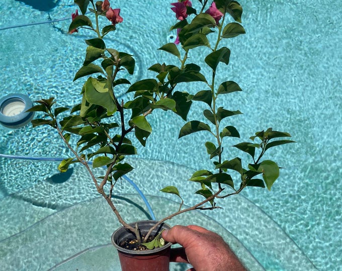 Bougainvillea Dwarf Helen Johnson - Less Thorns . 4” Starter Plant ...