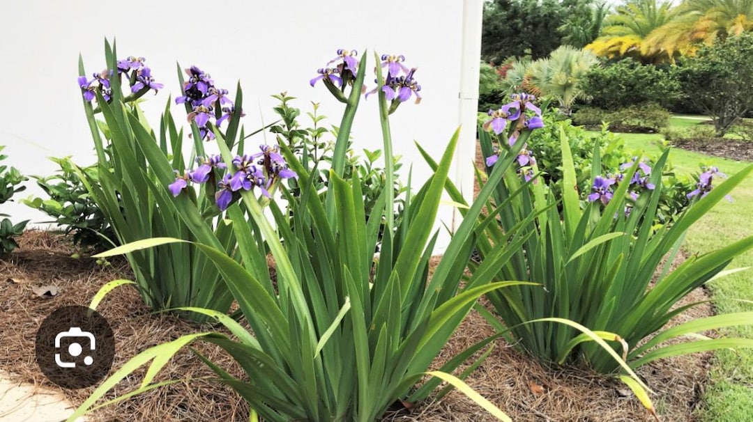 Giant Apostle Iris - Etsy