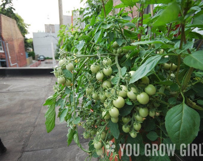 Whippersnapper Tomato for Containers (very Early, Very Compact ) - Etsy