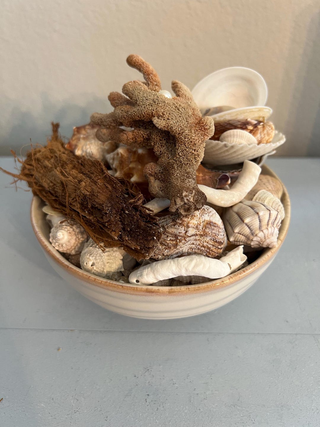 1 1/2 Pounds of Hand Picked Florida Shells and Mini Treasures From ...