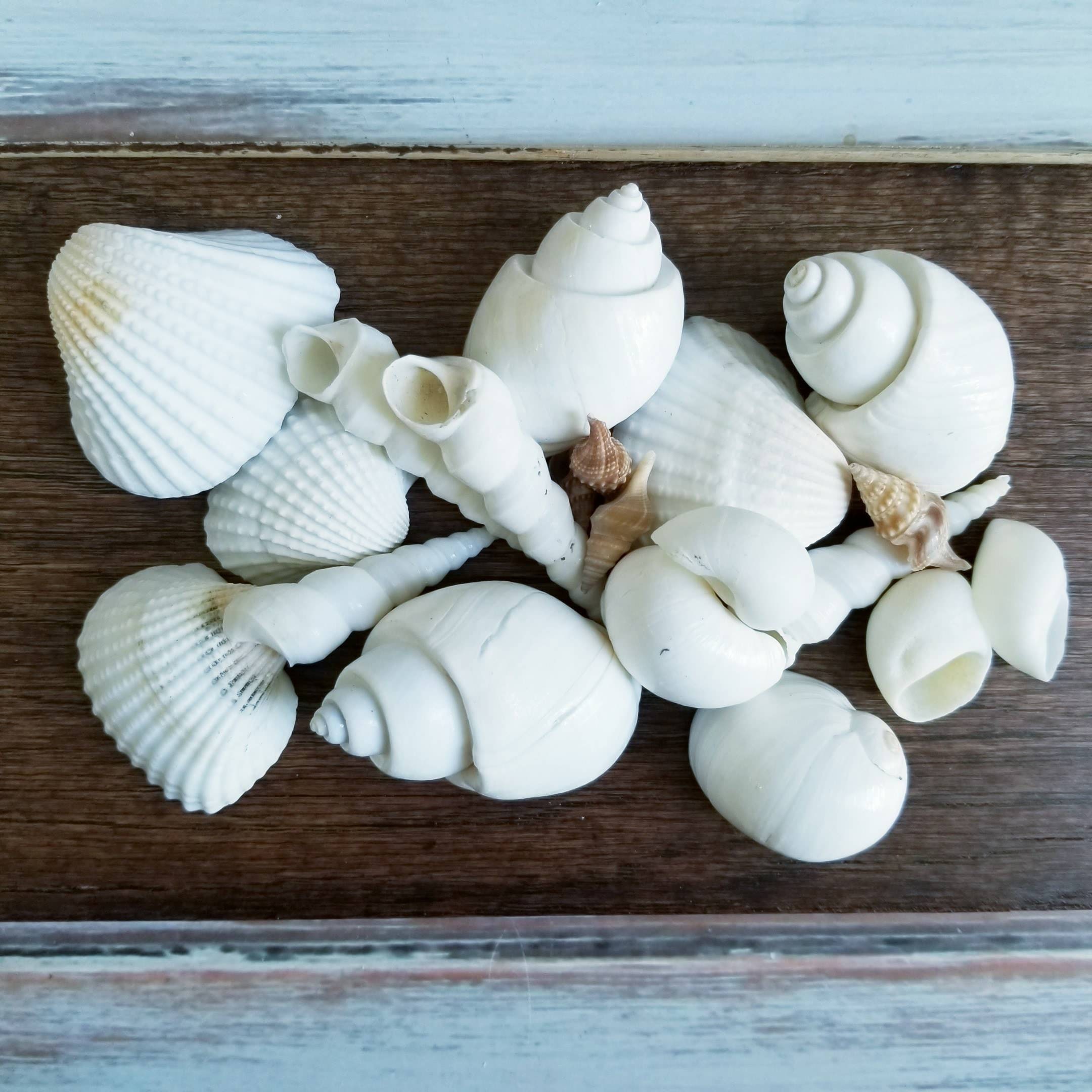 Sea Shell Collections Instant Decor Instant Collection from - Etsy 日本