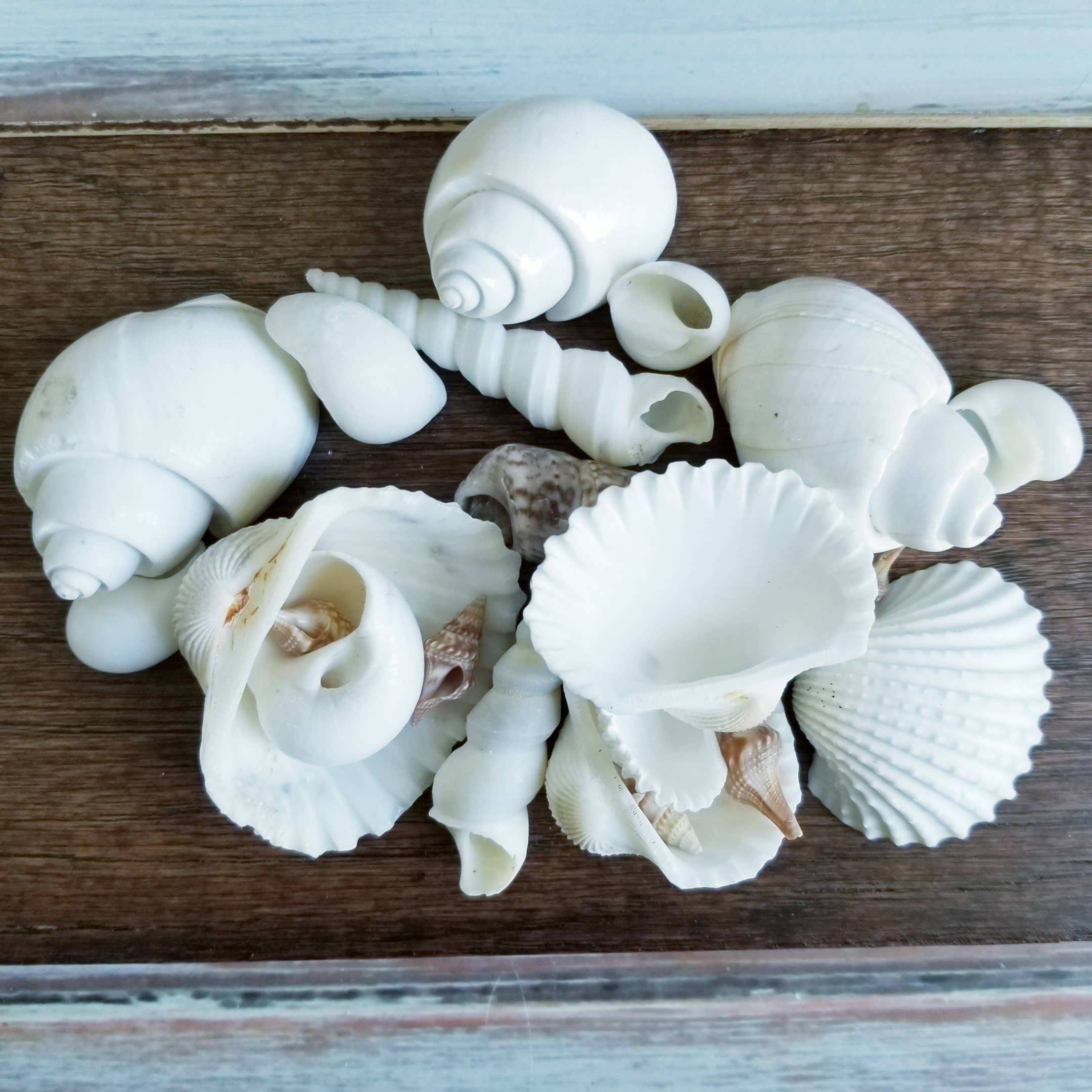 Sea Shell Collections Instant Decor Instant Collection from - Etsy 日本