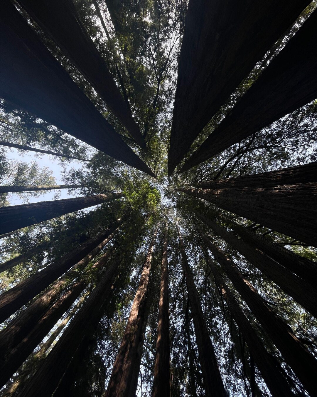 Redwoods Photography Wall Art Digital Download Printable - Etsy