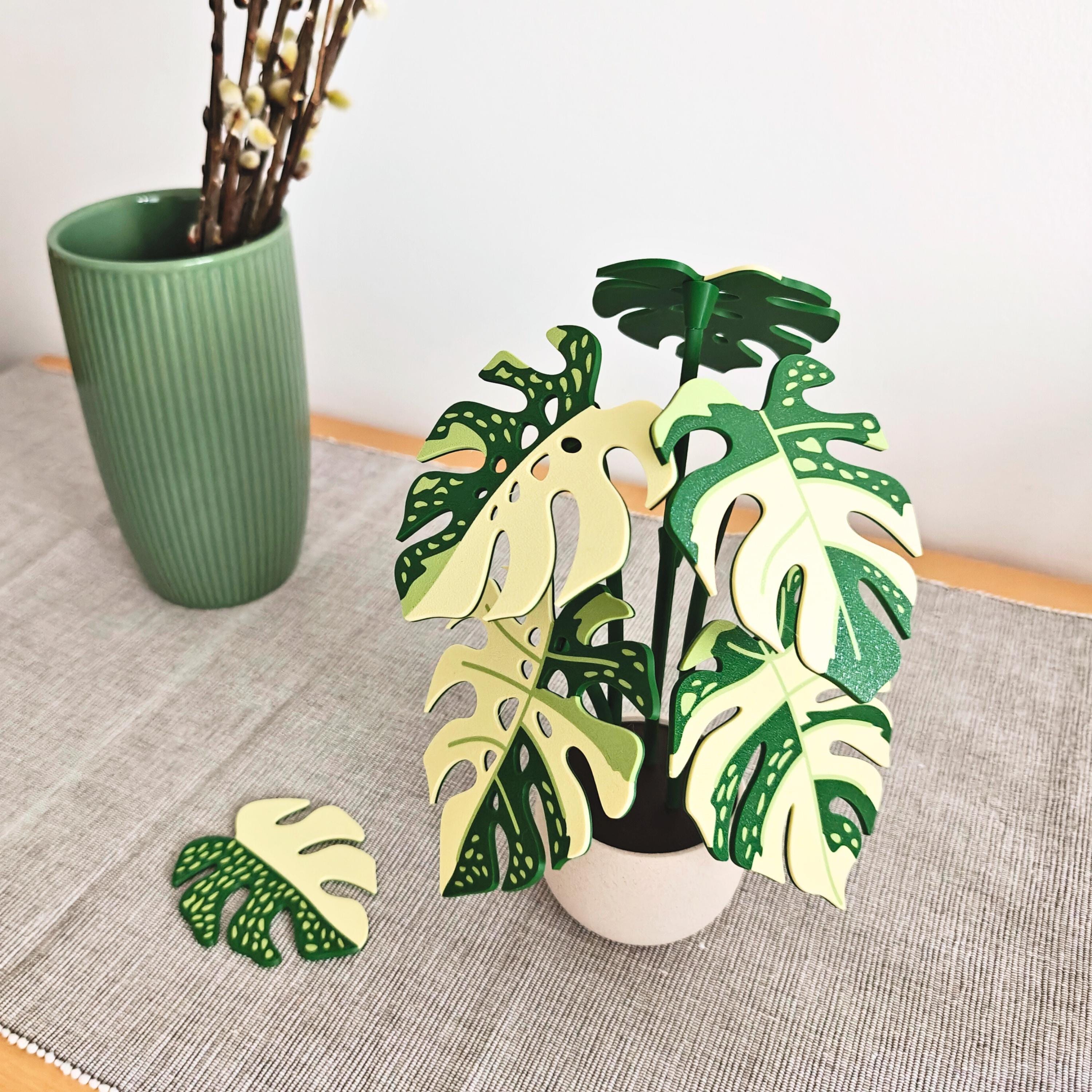 Monstera Thai Coaster Plant, MAGNETIC Leaves, Thai Constellation Leaf ...