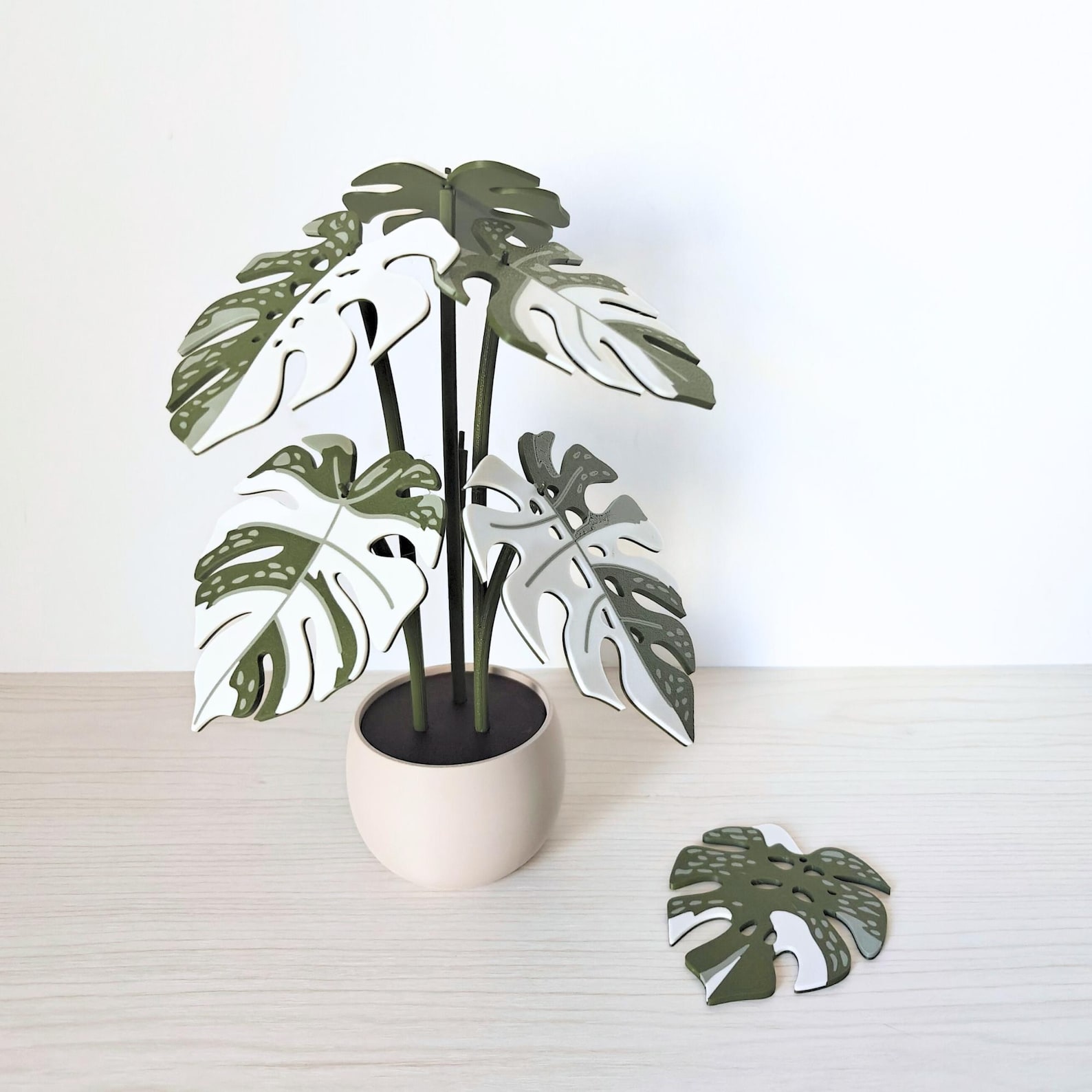 Monstera Thai Coaster Plant, MAGNETIC Leaves, Thai Constellation Leaf ...