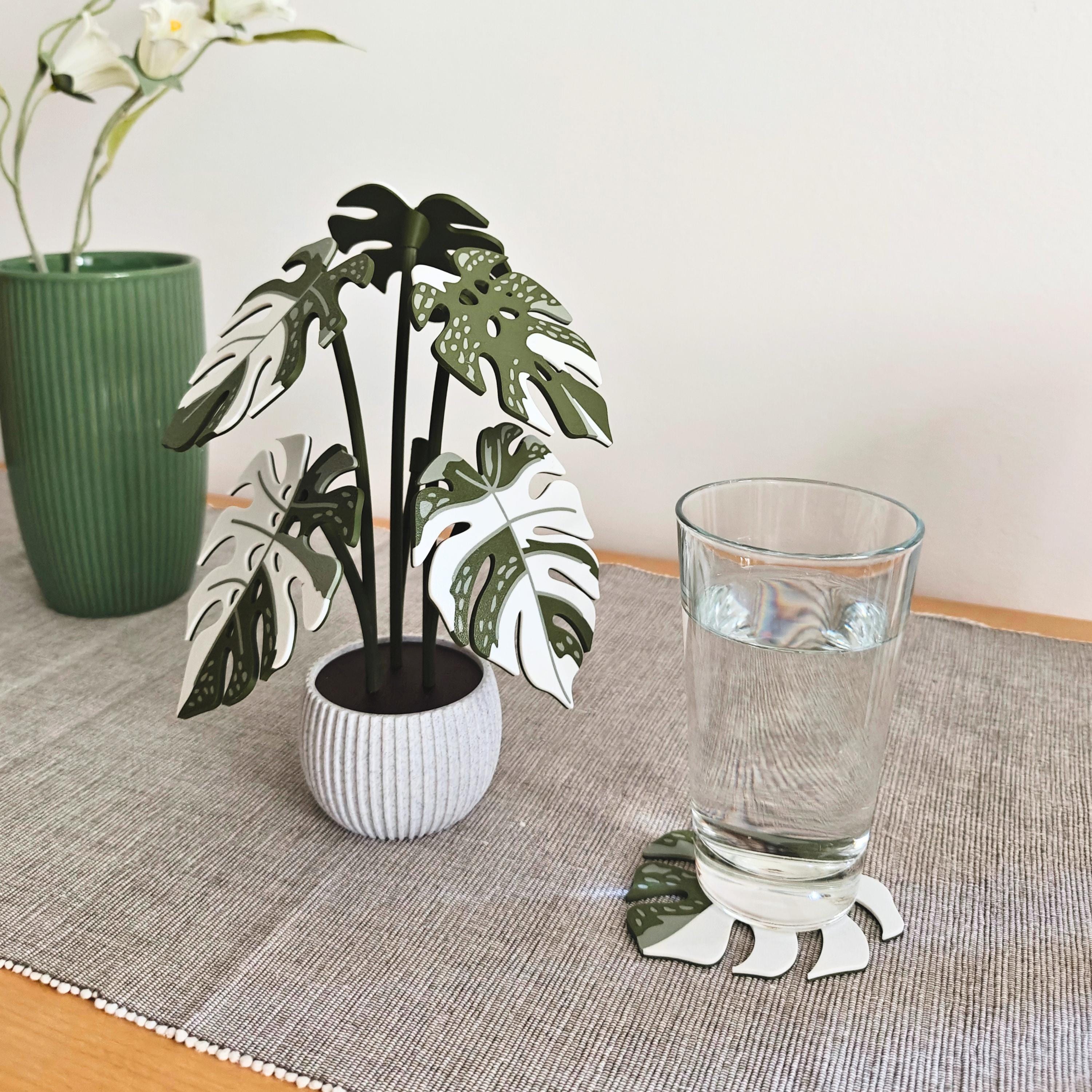 Monstera Thai Coaster Plant, MAGNETIC Leaves, Thai Constellation Leaf ...