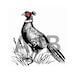 Pheasant Svg File, Pheasant Png File, Pheasant Dxf File, Pheasant Laser ...