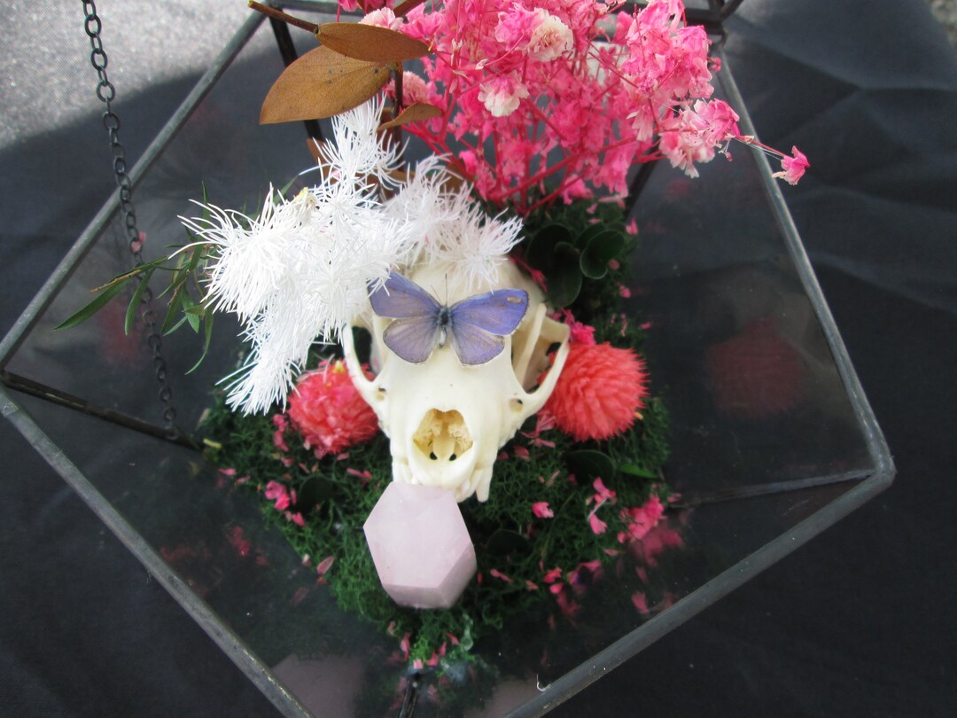 Foraged Bone Art, Glass Dome, Skunk Skull, Macabre Décor, Gothic Home ...
