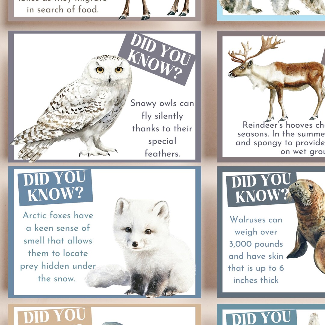 Arctic Animal Facts Lunchbox Notes: 24 Printable Cards (digital ...