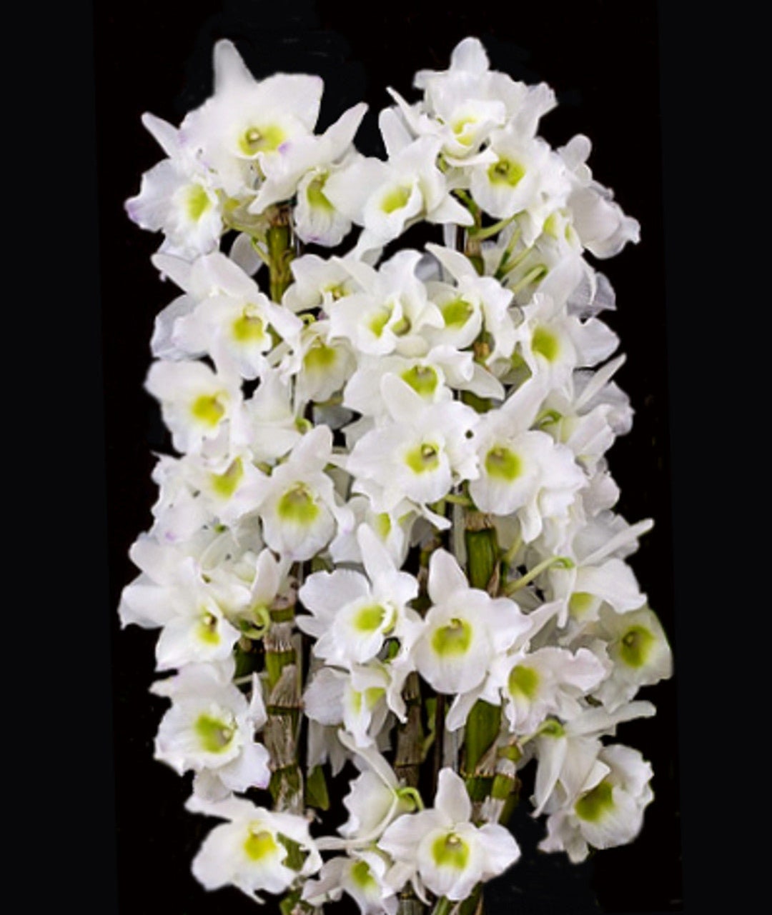 Dendrobium Spring Snow bulb - Etsy