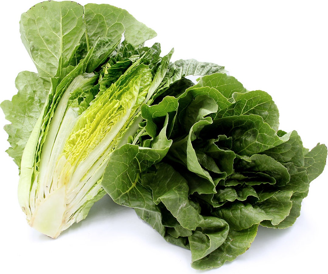 OS1317 Ensalada Lechuga blanca Dunsel Sla Zaden 30 semillas Lechuga ...