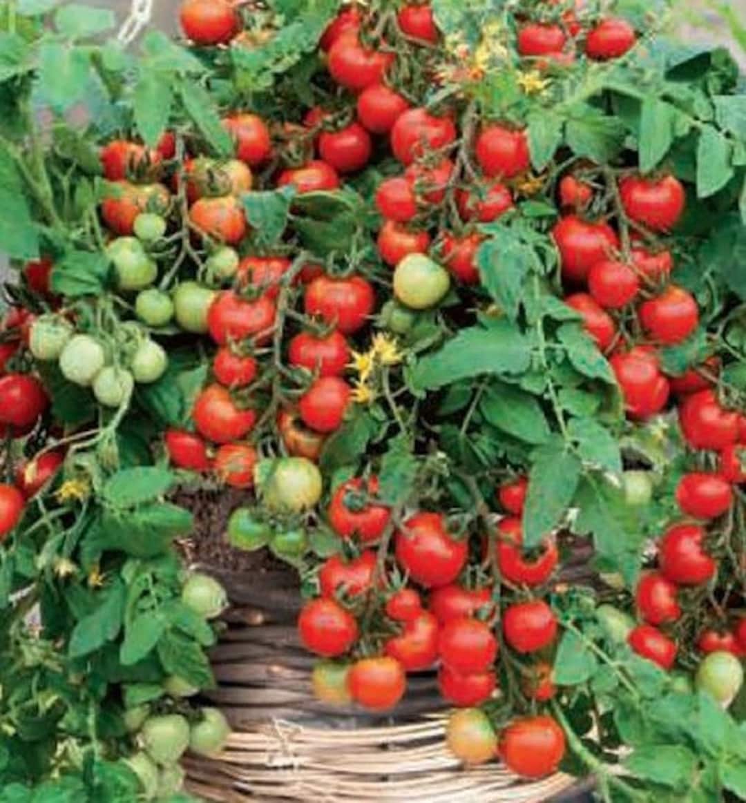 OS1149 Tomate Garden Pearl Ripse Tomate Balcón Tomate Tomate Cherry 10 ...