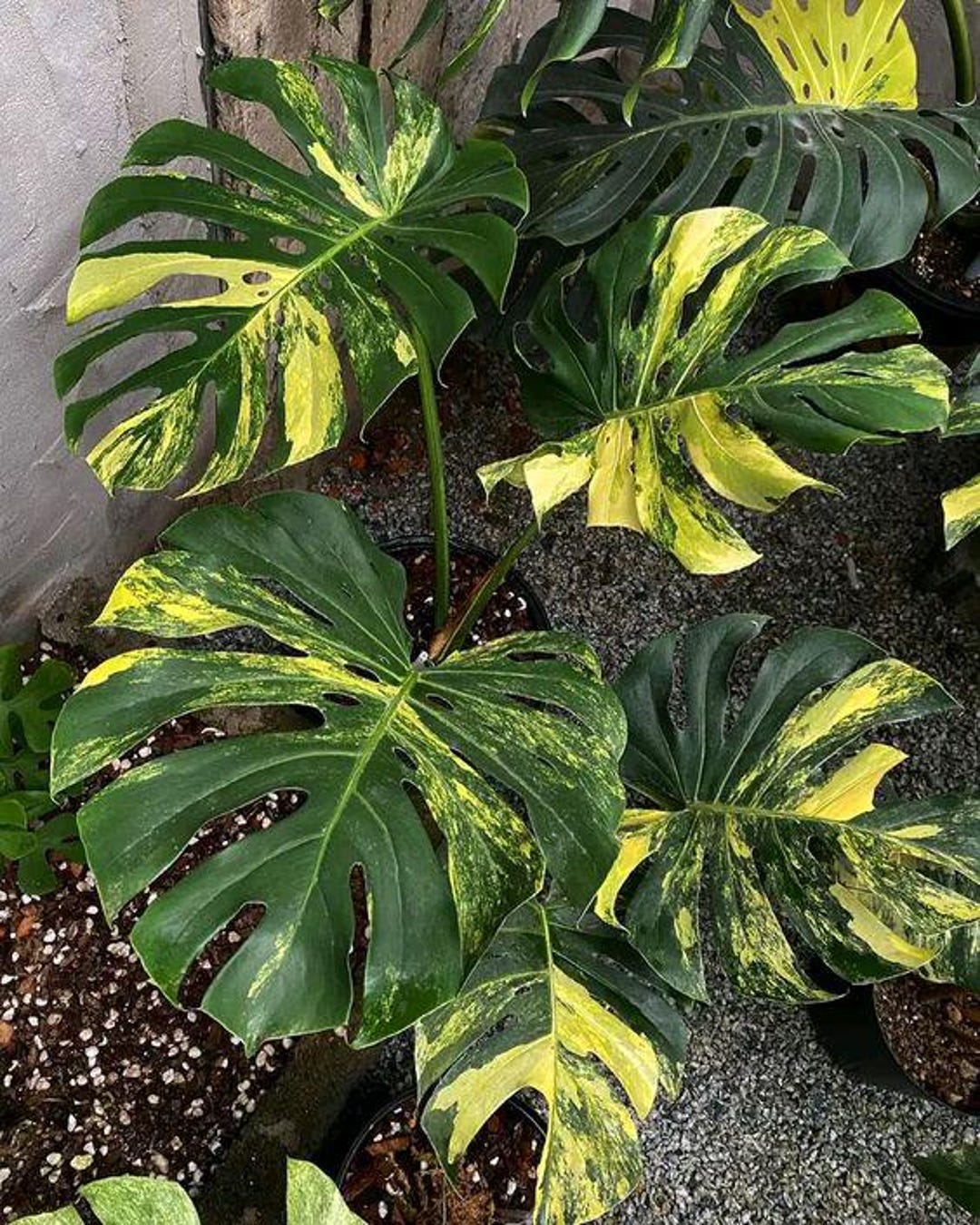 Blooms1733 Monstera Adasonii Variegadet 2 Seeds Samen Zaden - Etsy 日本