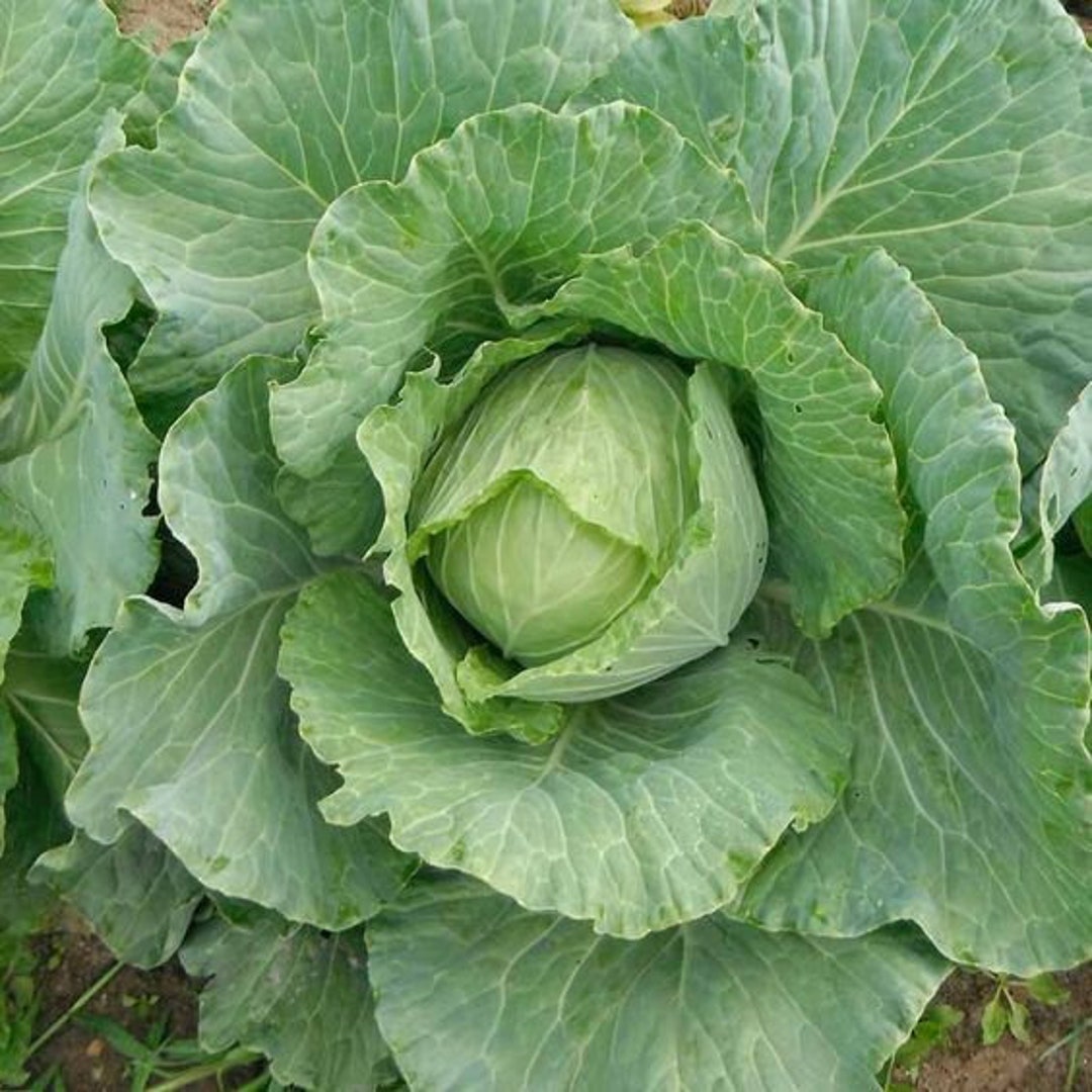 OS117 Brunswick Cabbage Cabbage White 30 Seeds - Etsy Canada