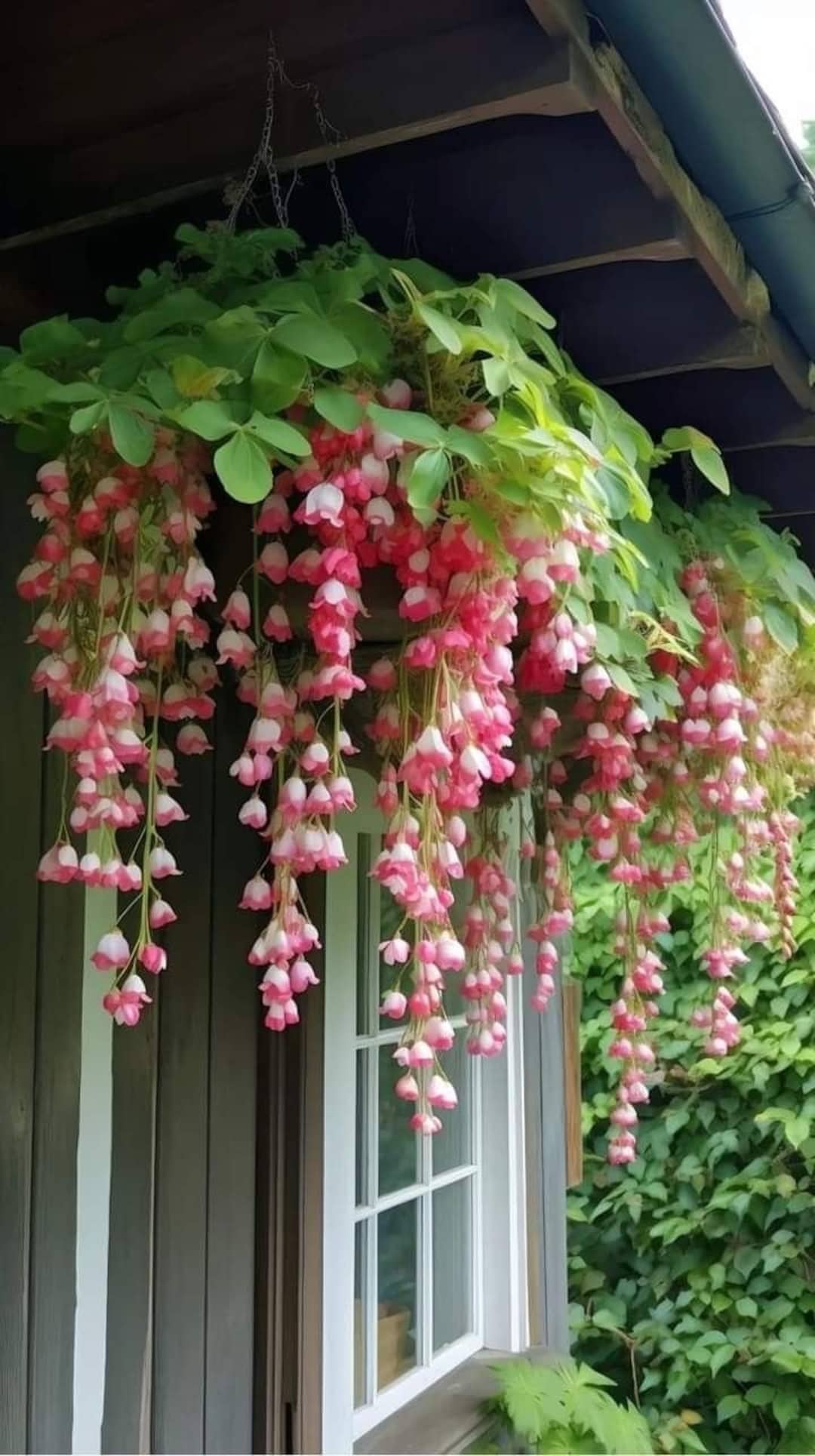 Blooms1230 Hanging Begonia Begonia Wepping Hanging Plants 10 Seeds ...