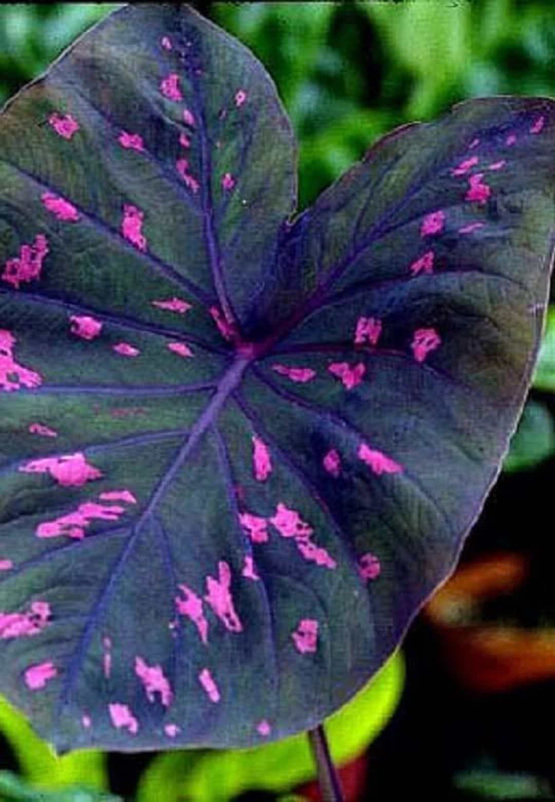 Melo1806 Caladium Clavatum Black Beauty 2 semillas - Etsy España