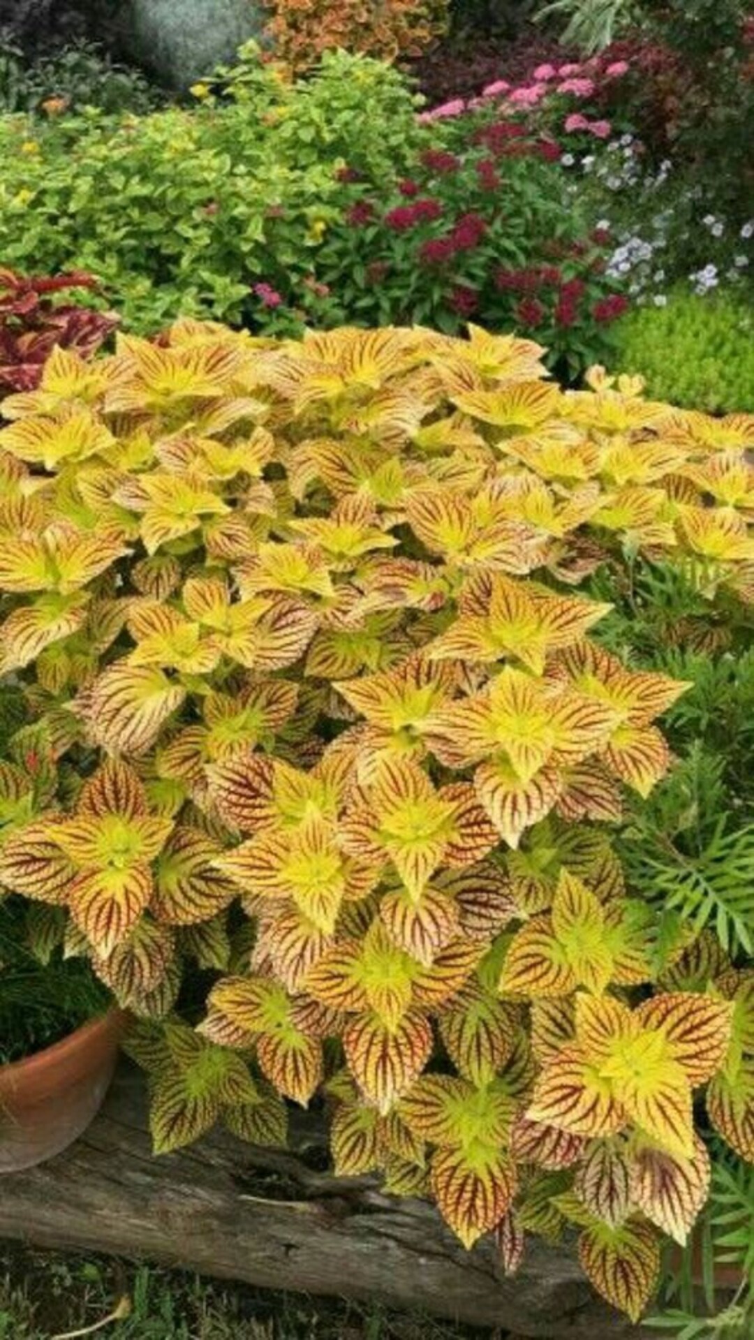 Blooms39 Coleus Yellow 10 Seeds - Etsy Canada