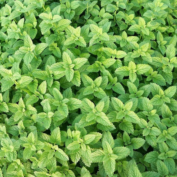 The Pink Koshu Grapes of Japan (yamanashi ) > 7 Fresh Seeds , Already ...