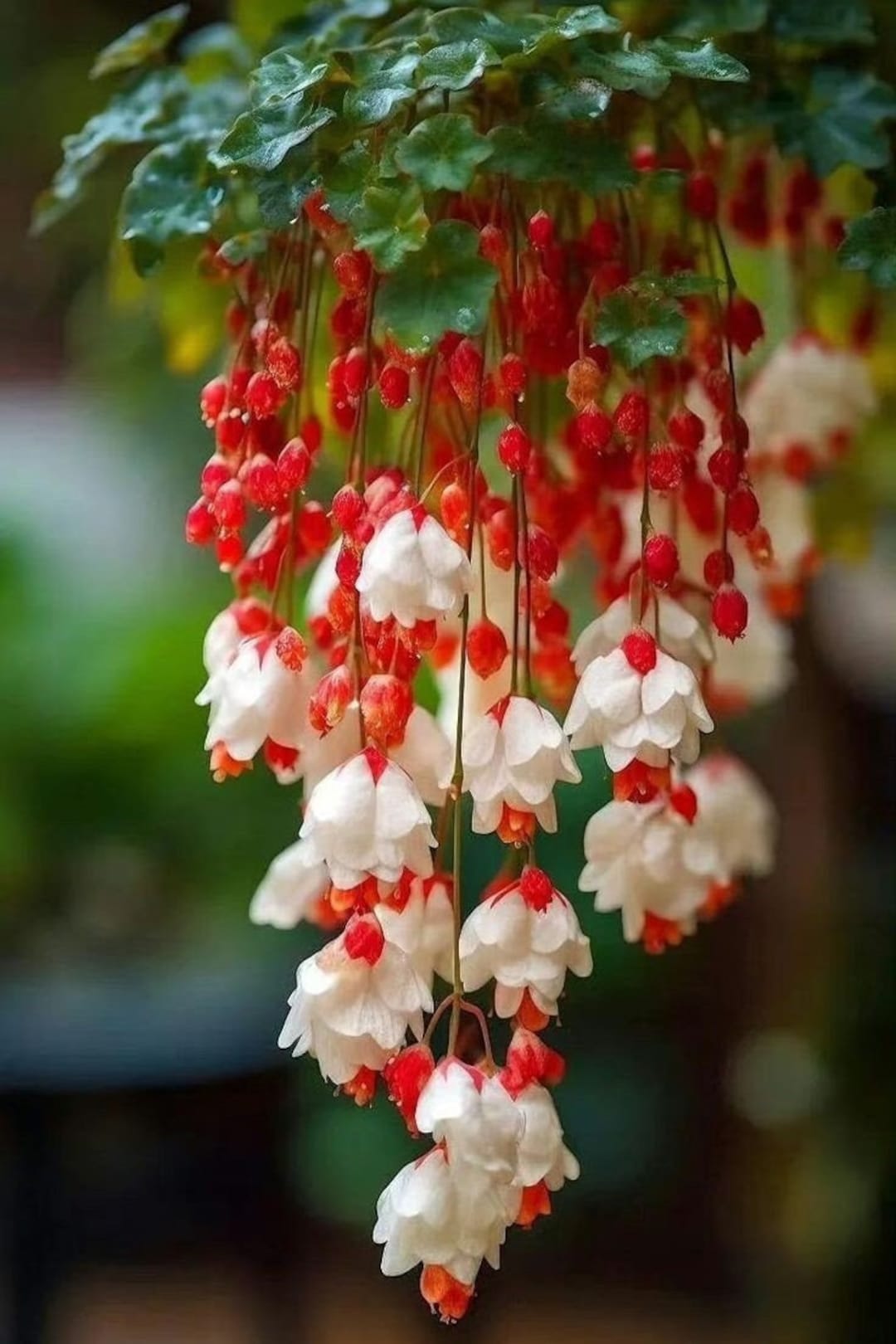 Melo1518 Hanging Begonia Begonia Wepping Hanging Plants 10 Seeds - Etsy ...