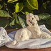 Vintage Boehm Reclining Poodle 133 Single Sculpture-dog Lover Gift-1950 ...