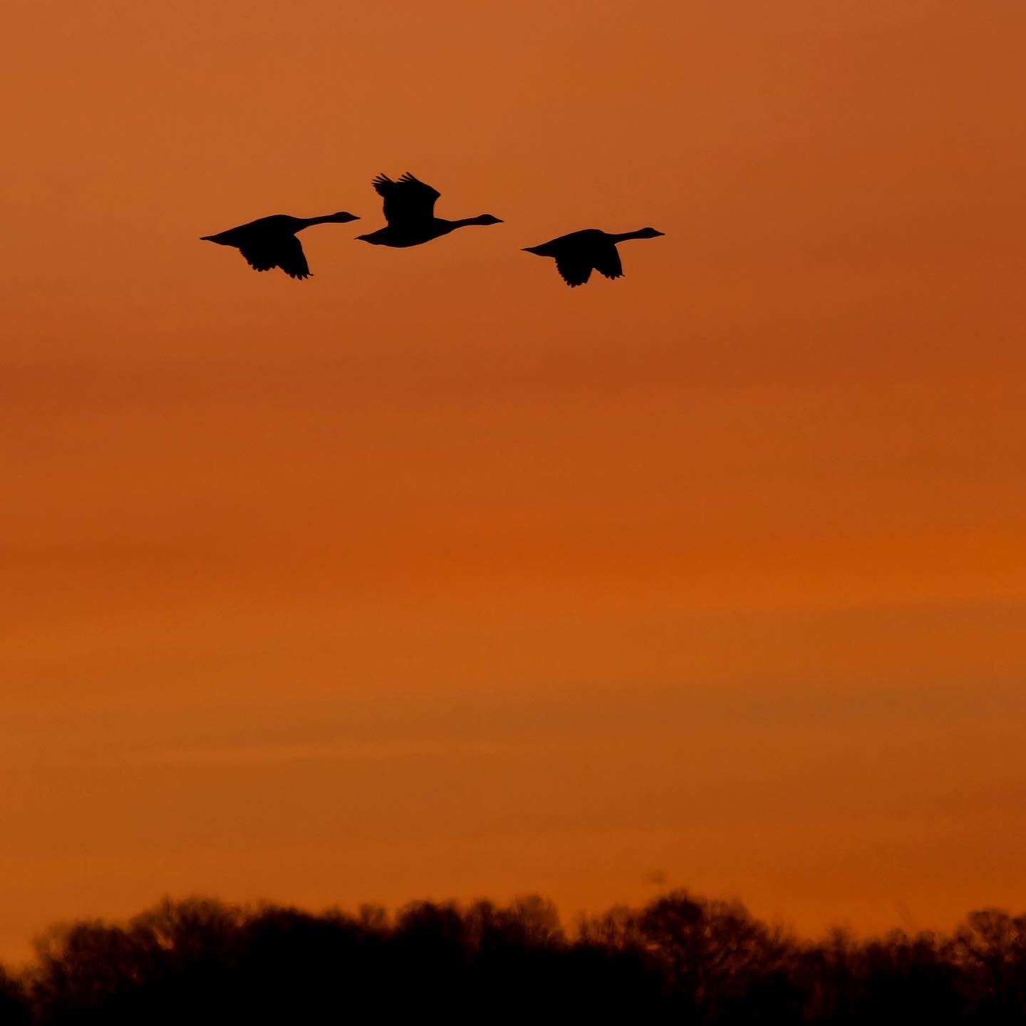 Nature Photography Art Geese Flying Photograph Digital Image - Etsy