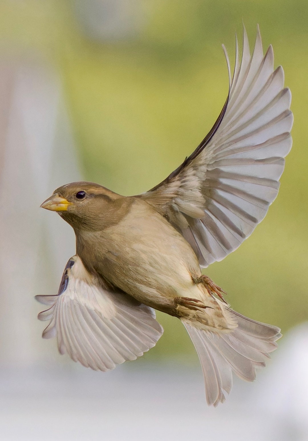 Nature Photography Art Sparrow Bird Photography Digital Image - Etsy