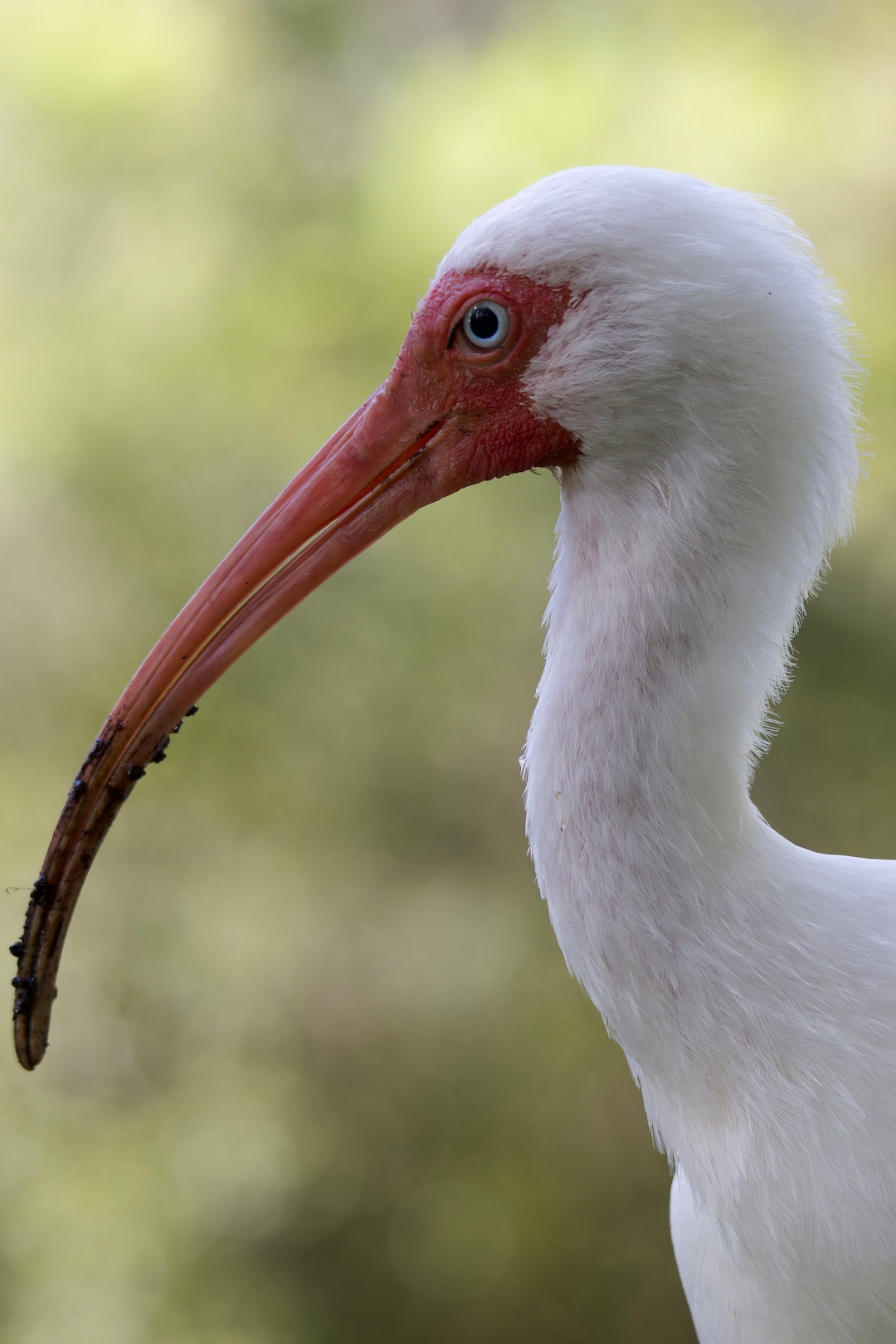 Ibis Photography Art Nature Photography White Ibis Digital Download - Etsy