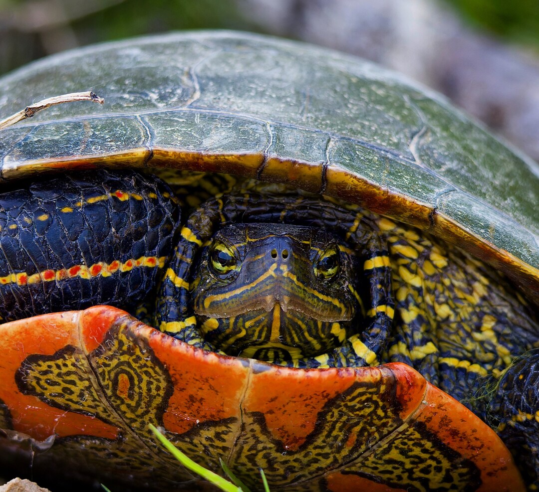 Nature Photography Art Print Painted Turtle Midwest Wildlife Images - Etsy