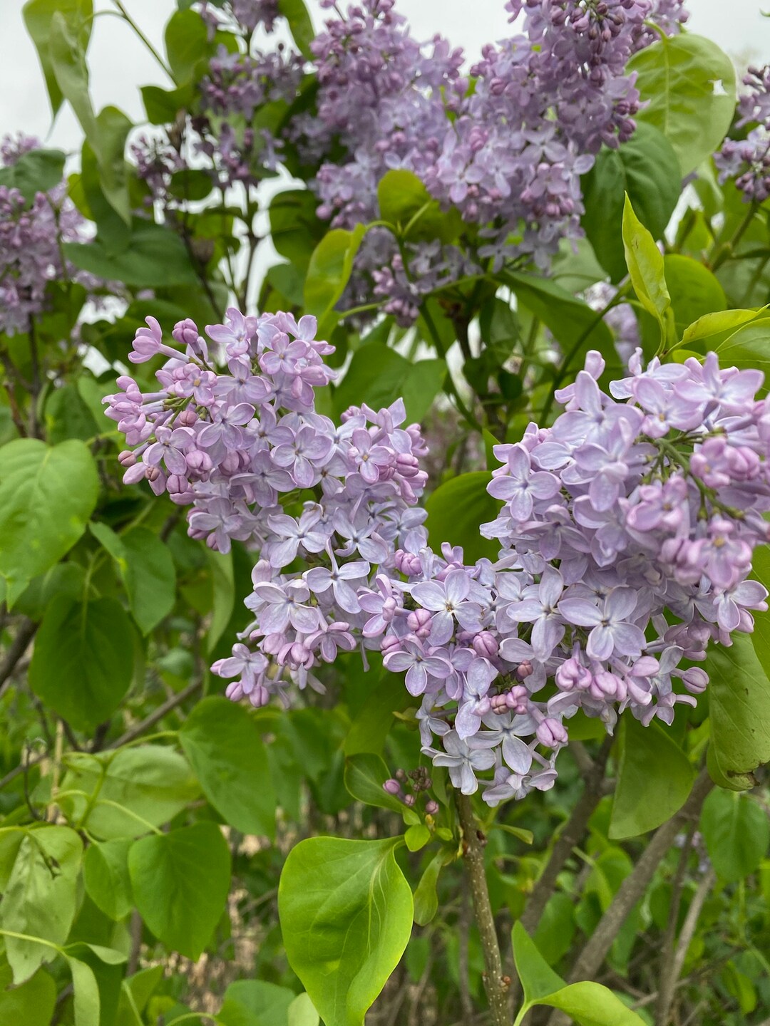 Common Fragrant Purple Lilac Live Unrooted Cuttings - Etsy