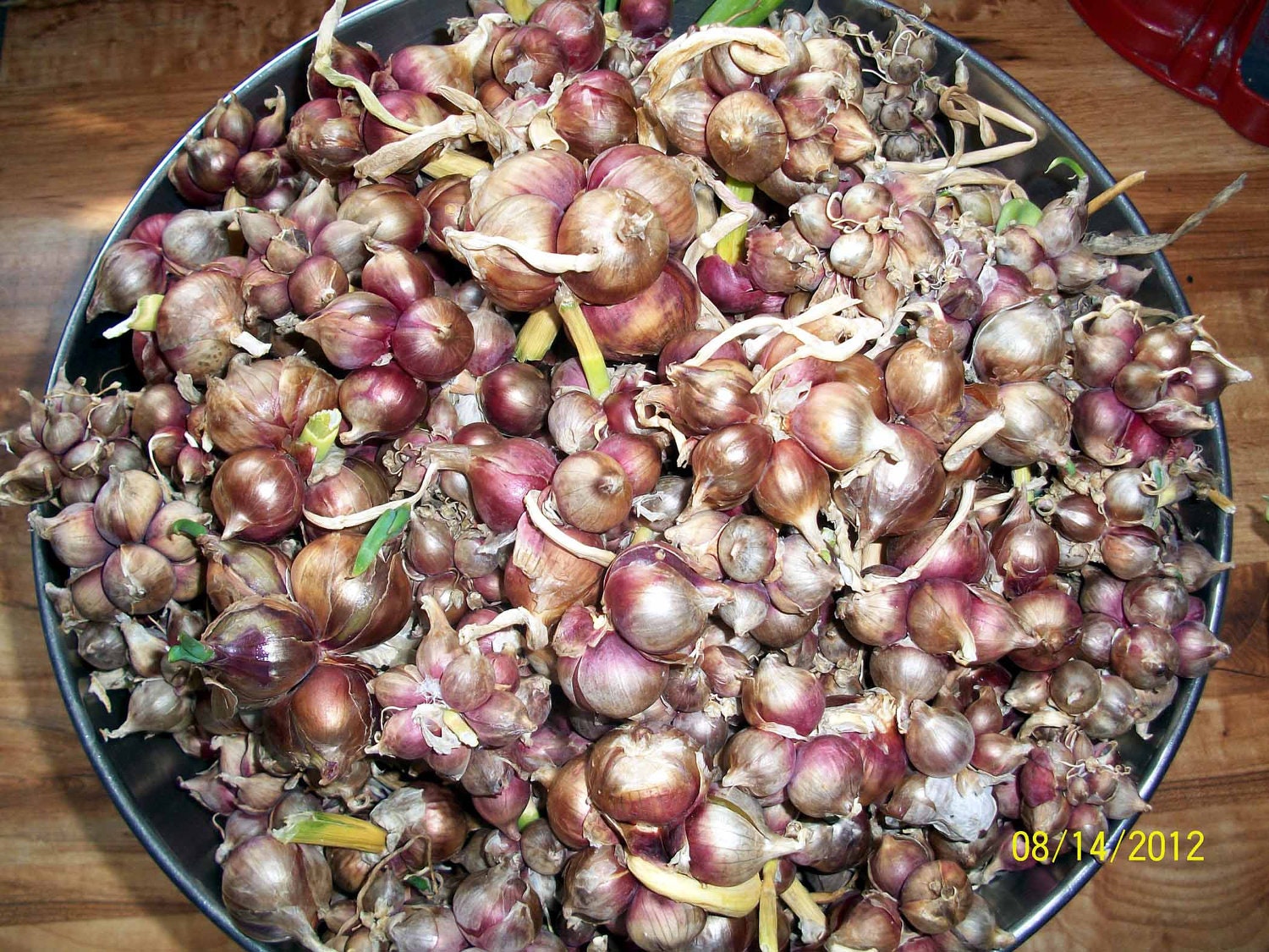 35 Heirloom Egyptian Walking Multiplier Onion Sets Hardy Perennial ...
