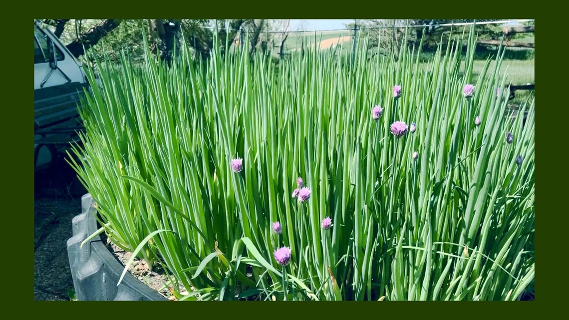 35 Heirloom Egyptian Walking Multiplier Onion Sets Hardy Perennial ...