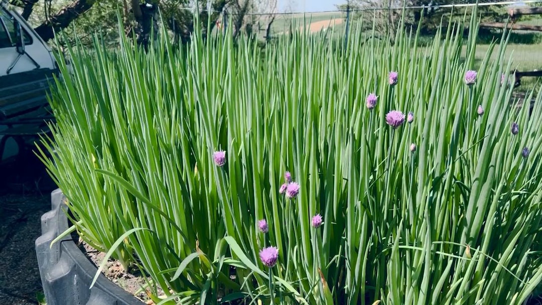 Egyptian Walking Onion Plants - 1-18 Count Lots Heirloom Organic Grown ...