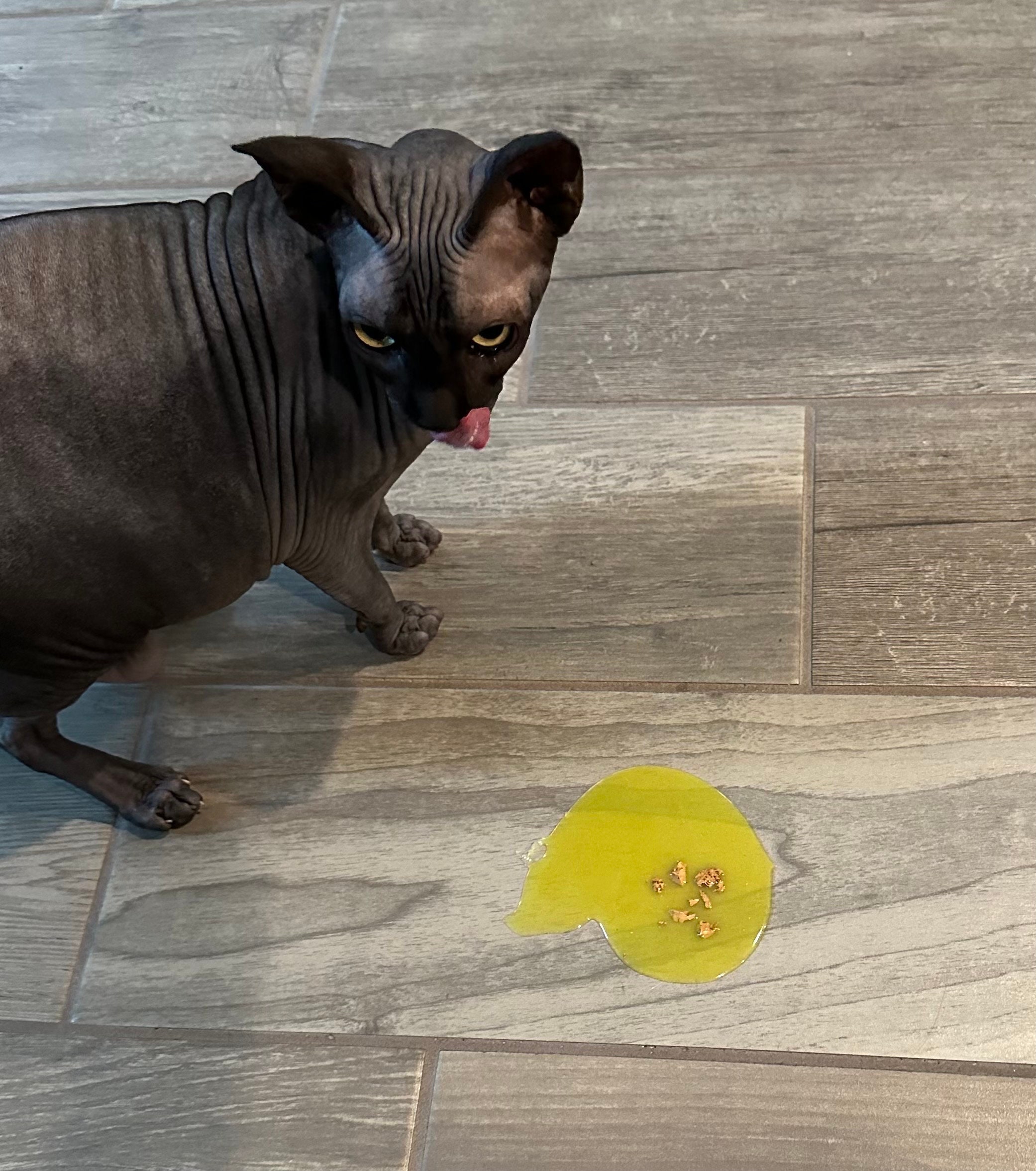 Gag Gifts, Dog Vomit, Cat Vomit, Fake Pet Puke, Pet Barf, Pet Gag Gifts ...