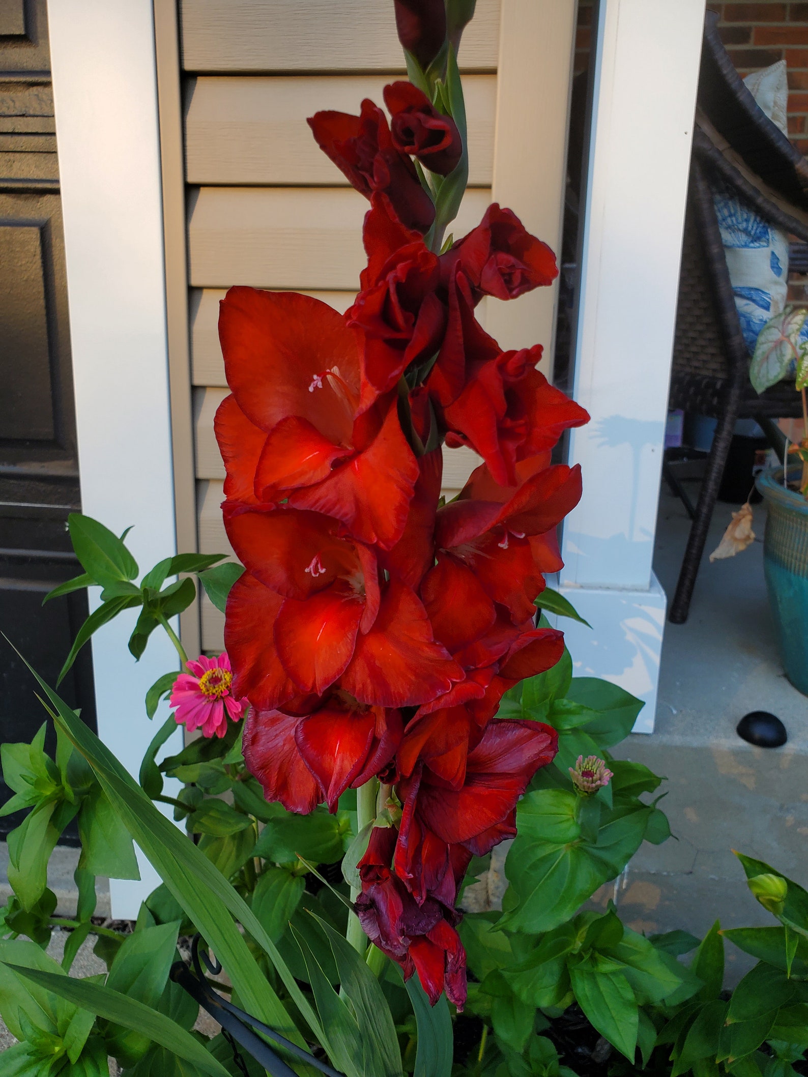 4 Deep Red Gladiolus Bulbs free Shipping - Etsy Canada