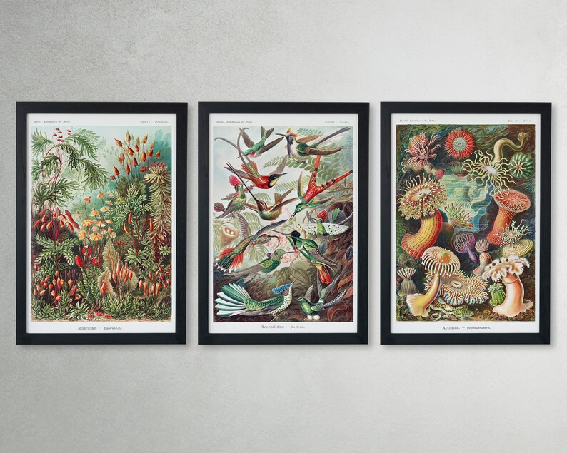 Ernst Haeckel Gallery Wall Art Set of 3 Poster | Muscinae–laubmoose ...