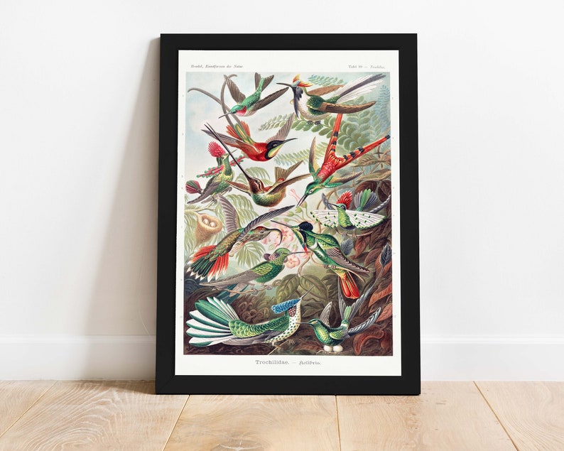 Ernst Haeckel Gallery Wall Art Set of 3 Poster | Muscinae–laubmoose ...