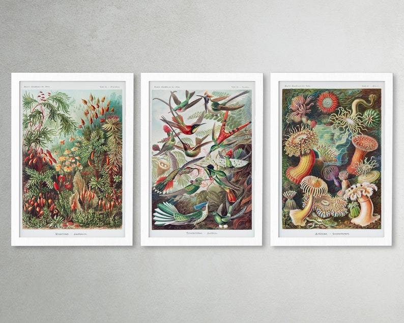 Ernst Haeckel Gallery Wall Art Set of 3 Poster | Muscinae–laubmoose ...
