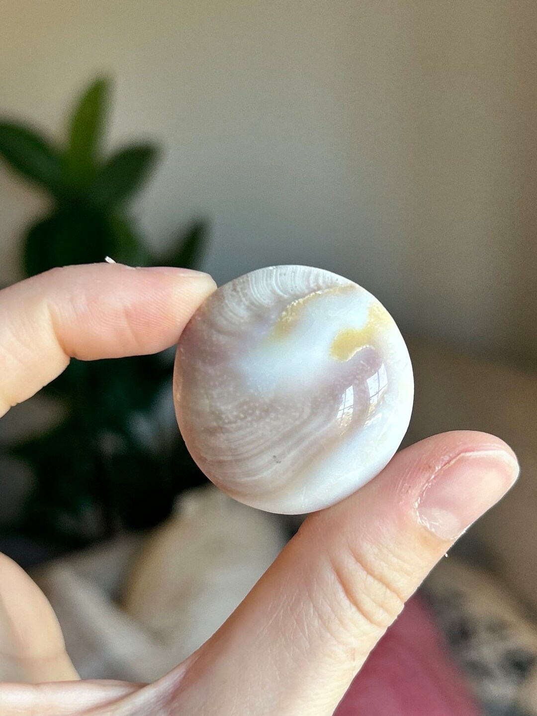 Beautiful Sun Shell Fossil ~ High Quality Sun Shell Fossil ~ Polished ...