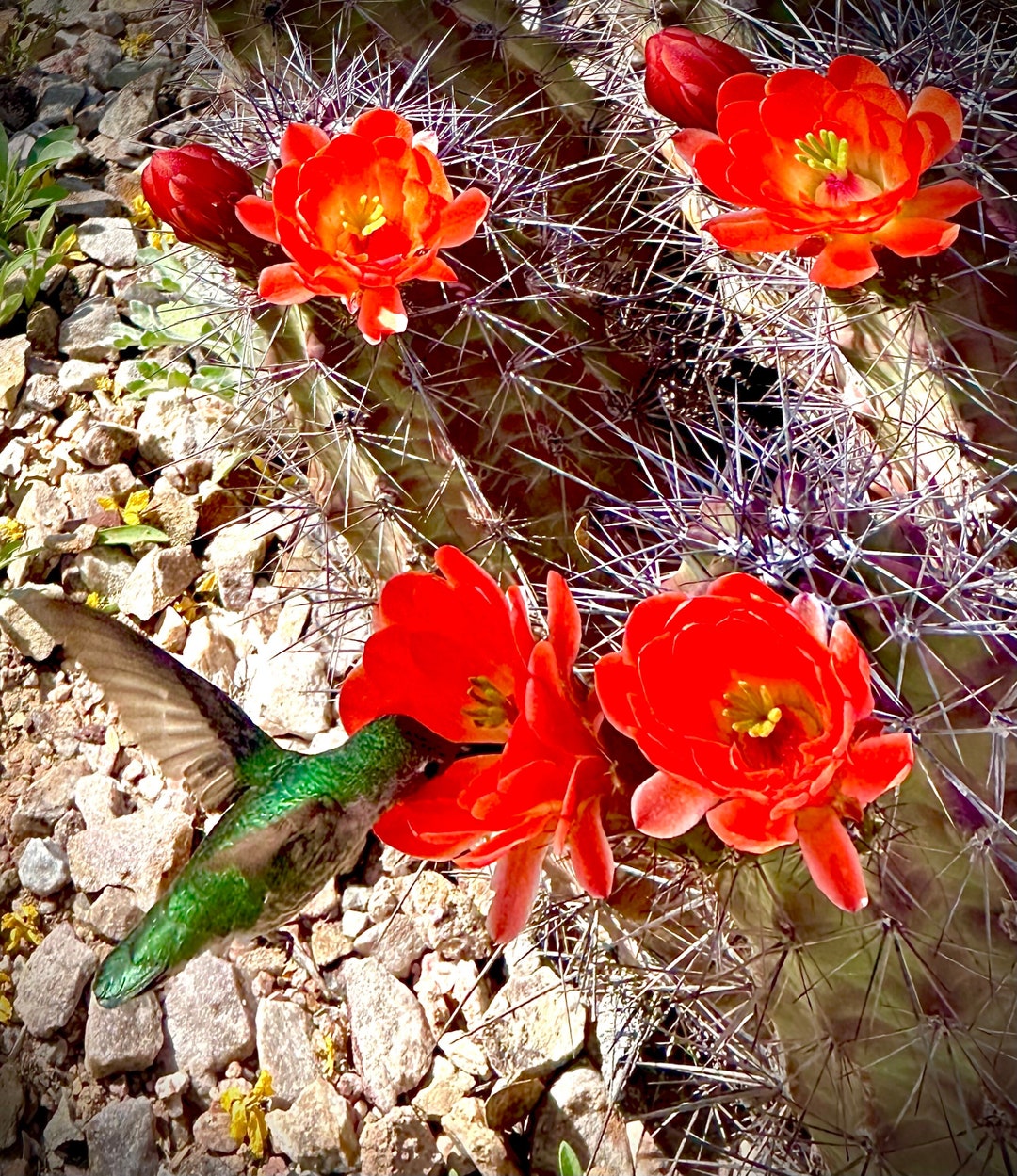 Hummingbird and Cactus Flower Photo on Canvas Print - Etsy