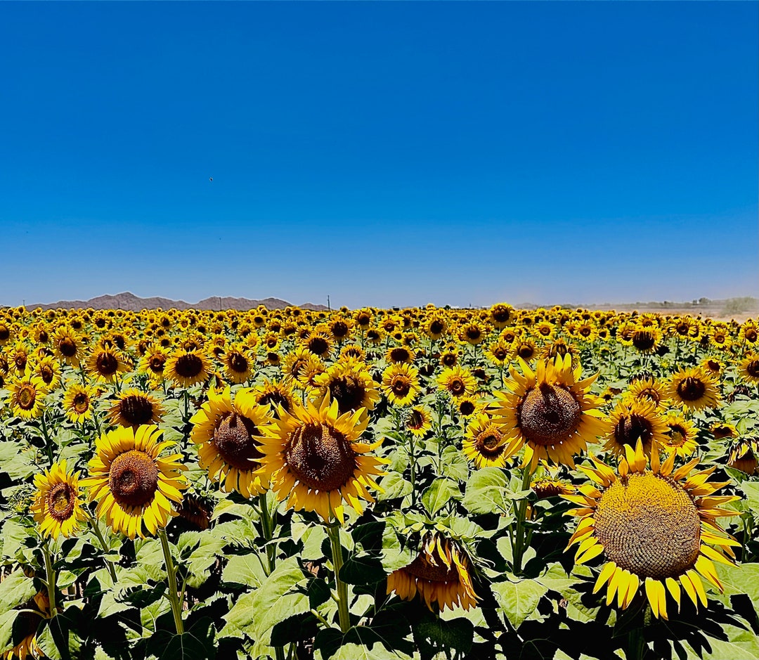 Field of Sunflowers in Arizona, a Color Photo on Canvas - Etsy