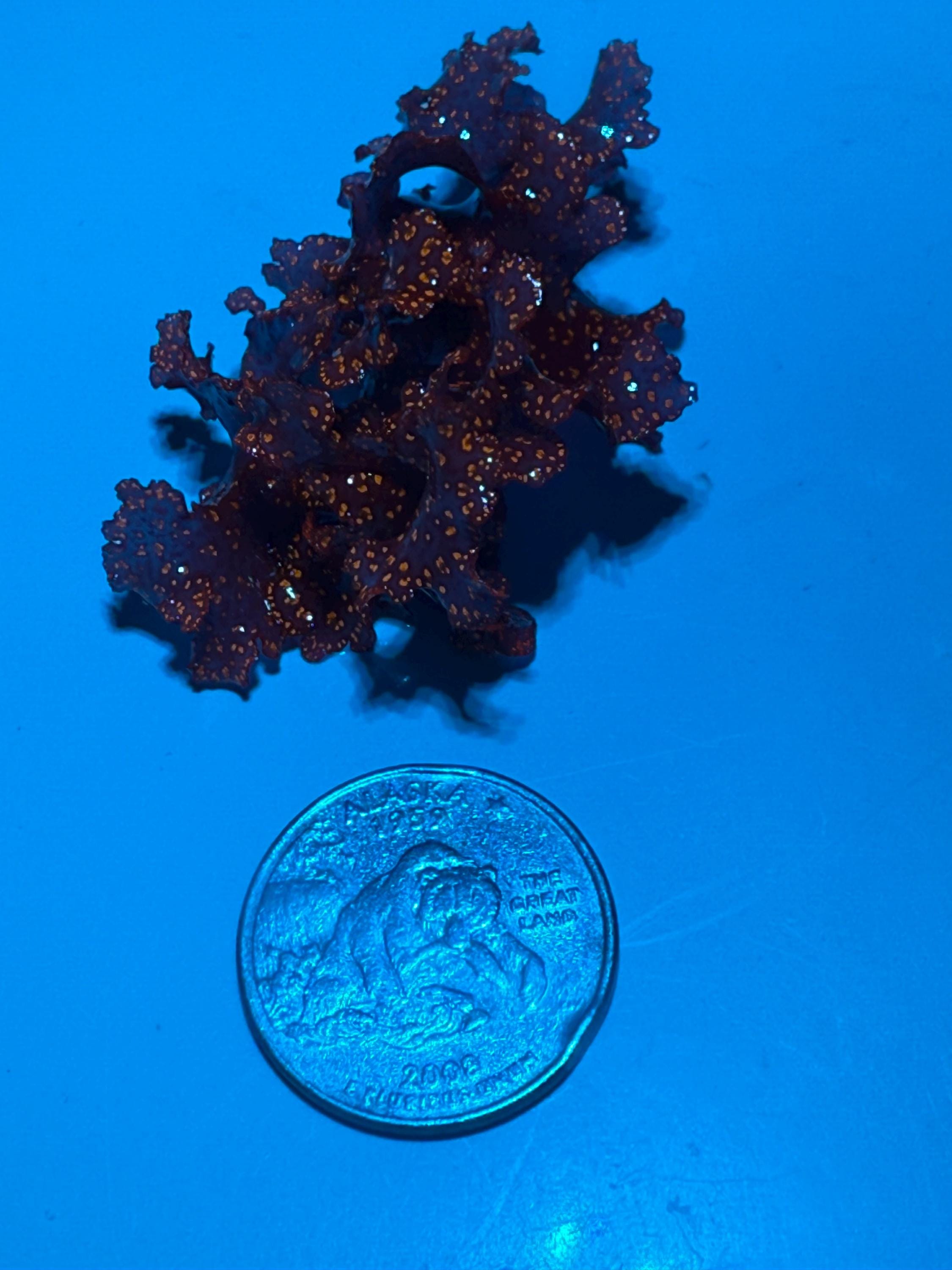 Atomic Broccoli Red Sparkle Macro Algae Saltwater Marine Refugium Reef ...